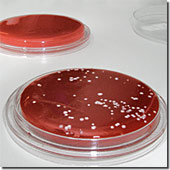 Materials Science and Technology Dictionary